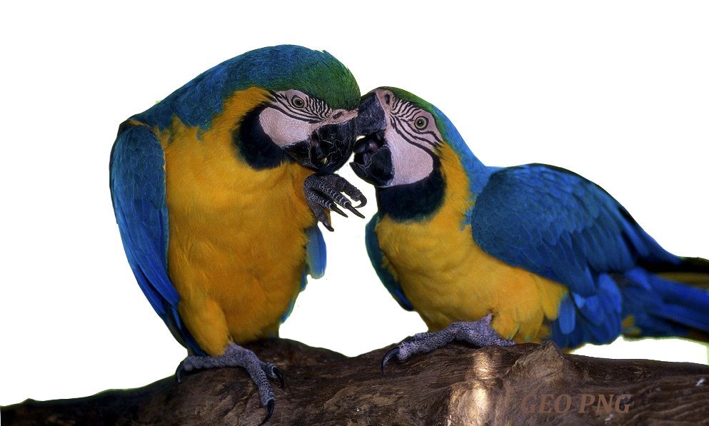 Macaw Parrots Png Images ~ Geo Png Images