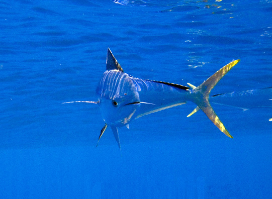 Fish Identification: Common Dolphin (Coryphaena hippurus)