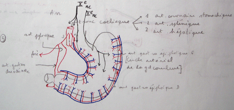 Médecine a la demande: vascularisation de l estomac