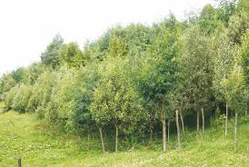 ANPP Animales y Plantas de Perú: ALISO - Alnus Acuminata