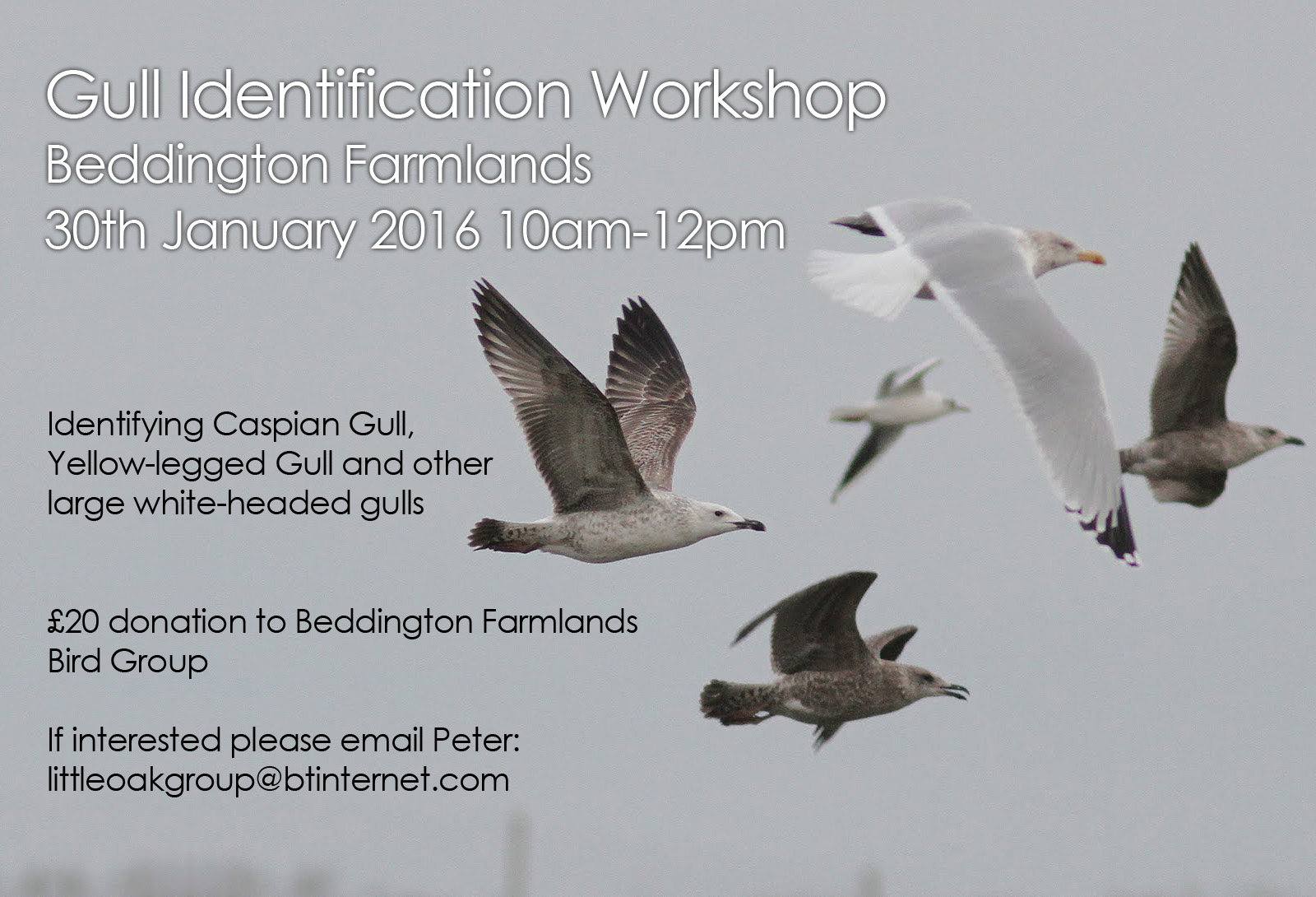 Non-Stop Birding: Gull Identification Workshop