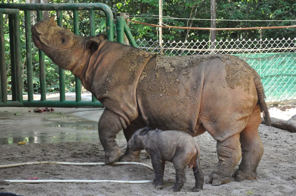 Badak Sumatera, Antara Mitos, Langka dan Nyata - LAMPUNG COMMUNICATIONS