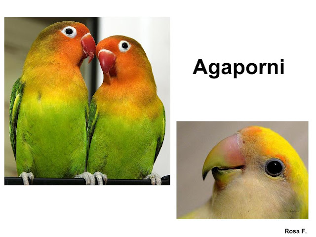 Vocabulario en imágenes. Maestra de Infantil y Primaria.: Pájaros y ...