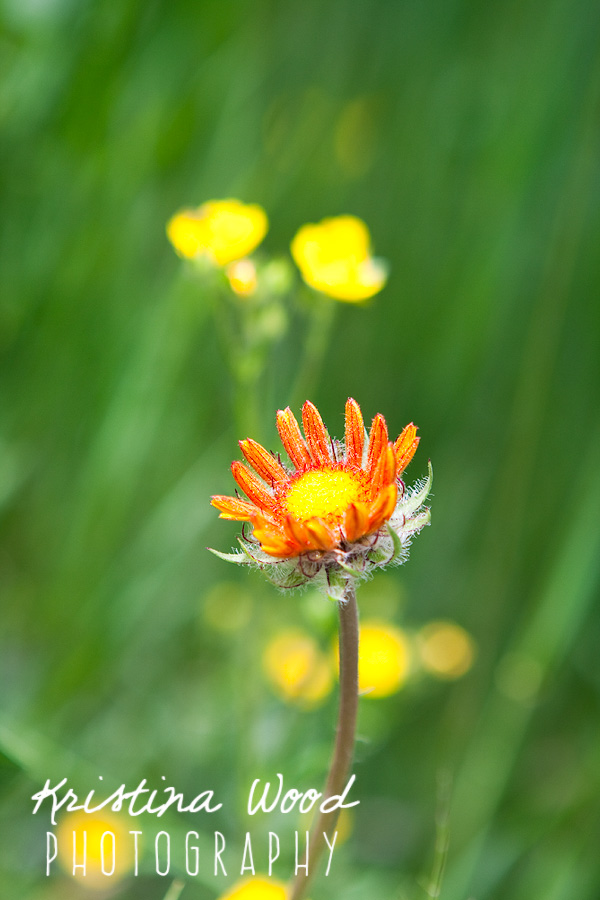 Kristina Wood Photography: summwer wildflowers
