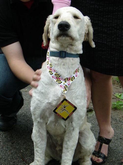 Dog Evals: Book Review: Dozer's Run (half-marathon, Maryland dog)