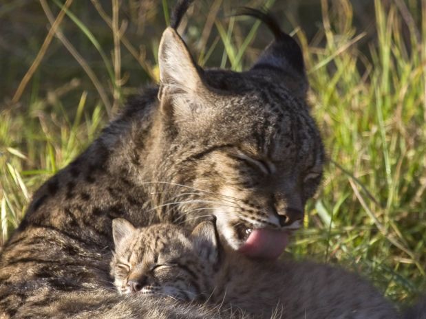 verdesemprevivo: Veja imagens de filhotes de felinos e saiba mais sobre ...