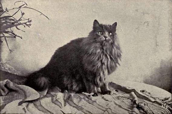 Heroes, Heroines, and History: Cats in the 1800's