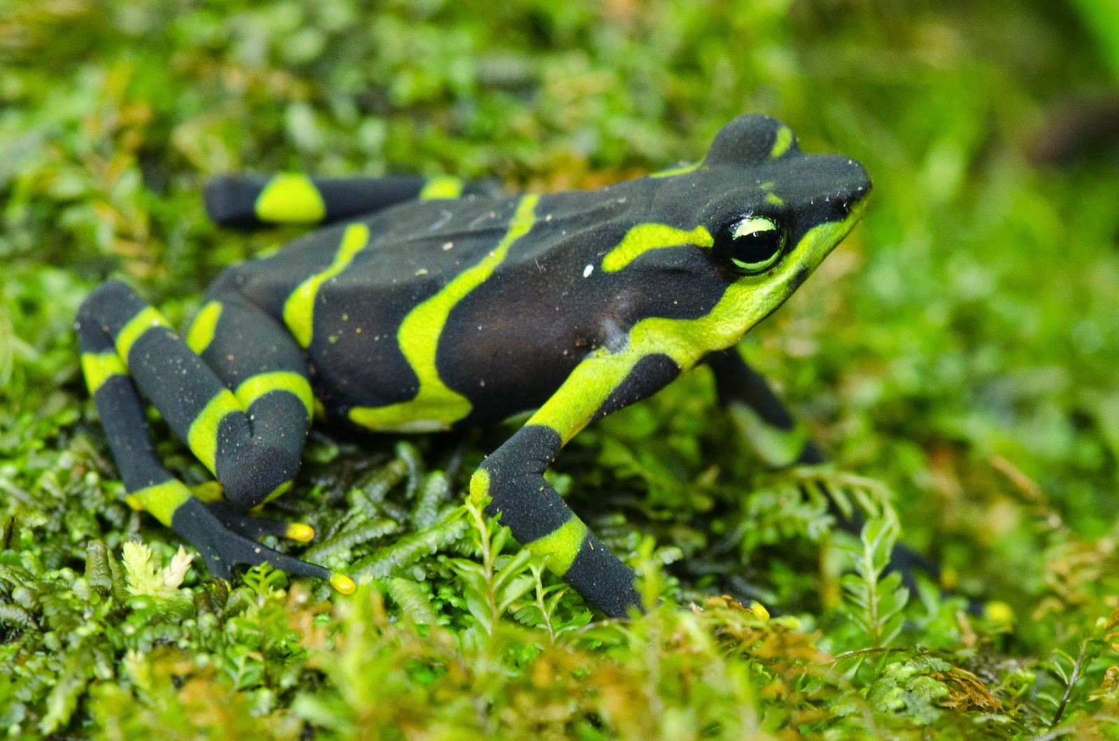 Atelopus Frog | Fun Animals Wiki, Videos, Pictures, Stories