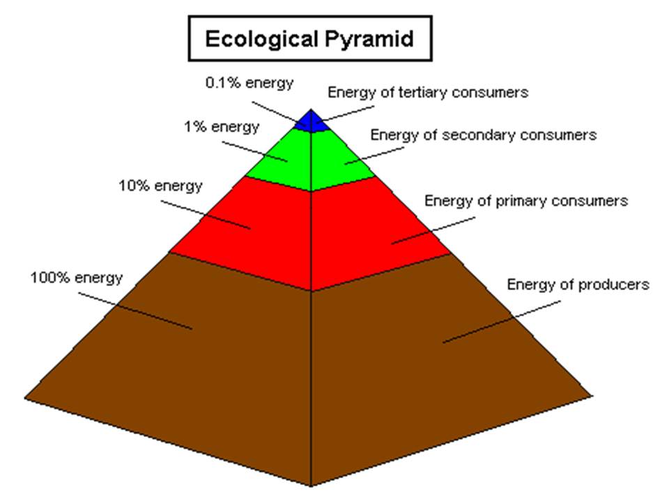 Welcome to Mr.Chapman's Biology Class Blog - Come on in, the learning ...