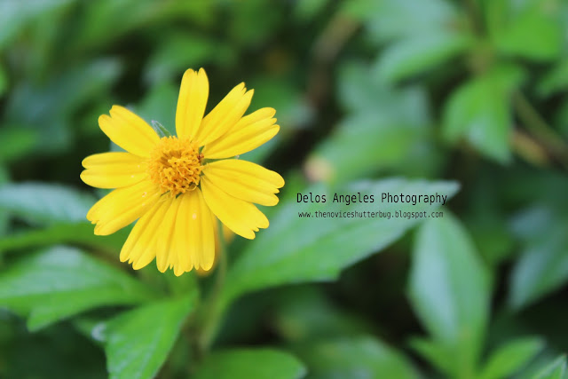 The Novice Shutterbug