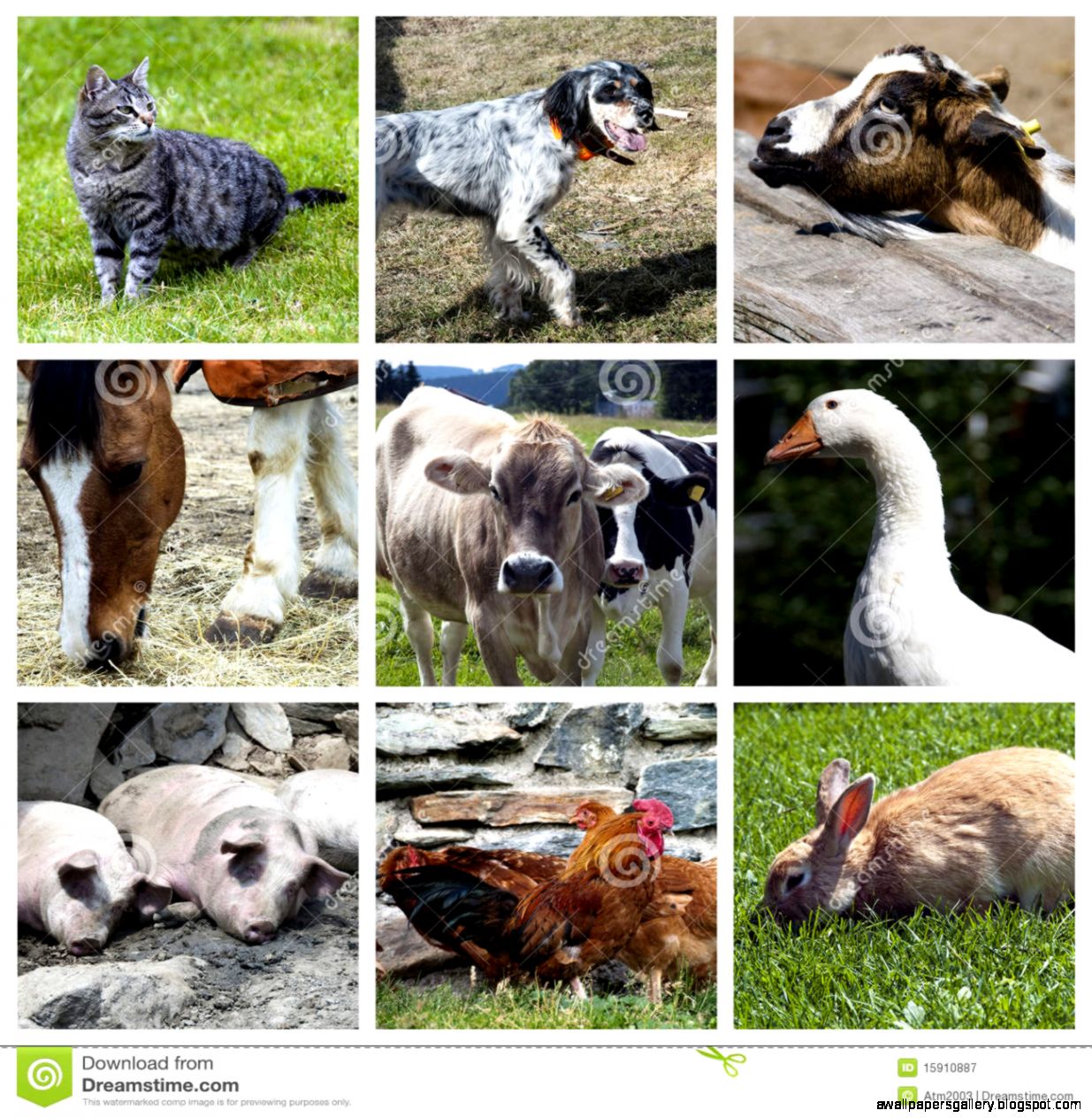 Farm Animals Collage | Wallpapers Gallery