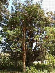 El Arrayan: El arrayan