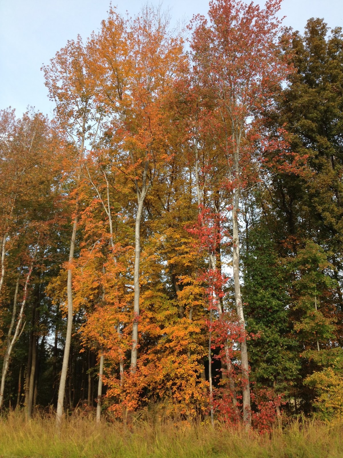 Linda Calvert Jacobson: REFLECTIONS ON TRIP THROUGH SOUTHEAST U.S. AND ...