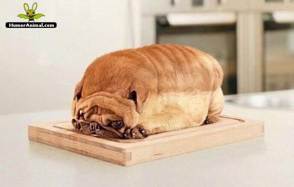 TODO SOBRE PERROS: PERROS GRACIOSOS