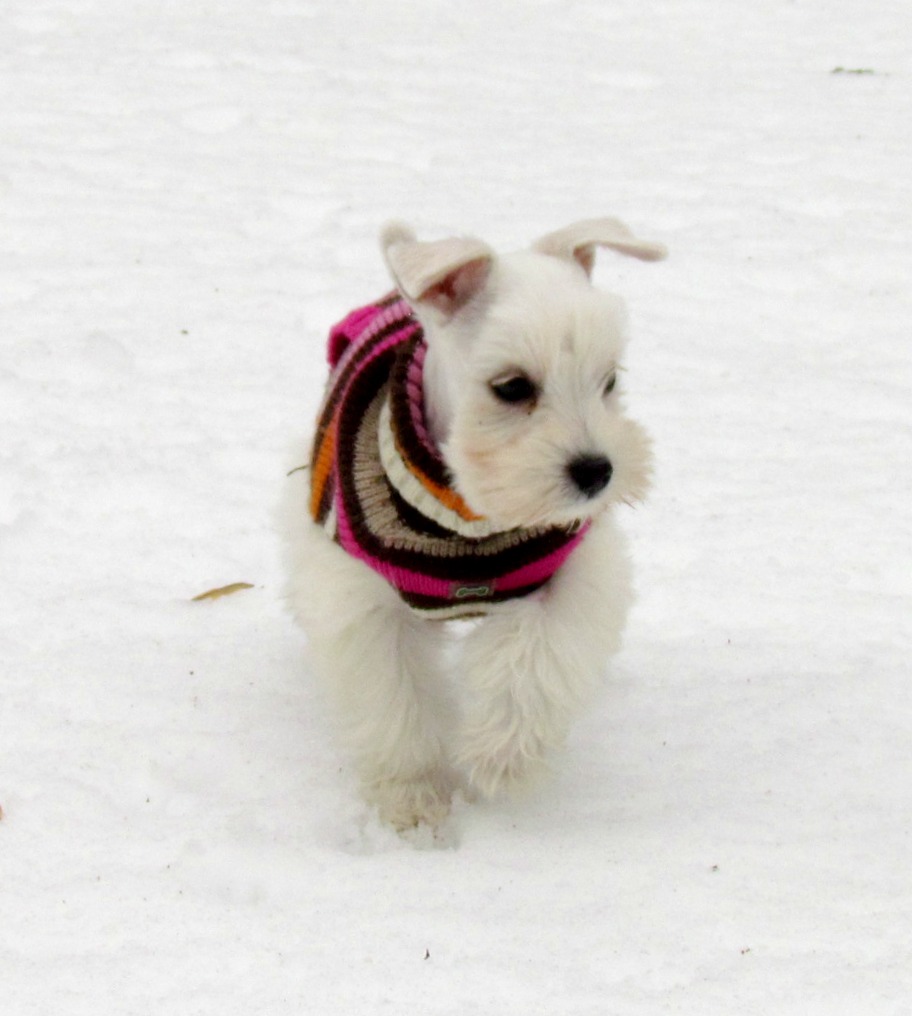 Growing Puppies - Virginia Schnoodle Breeder --Hypoallergenic Dogs ...