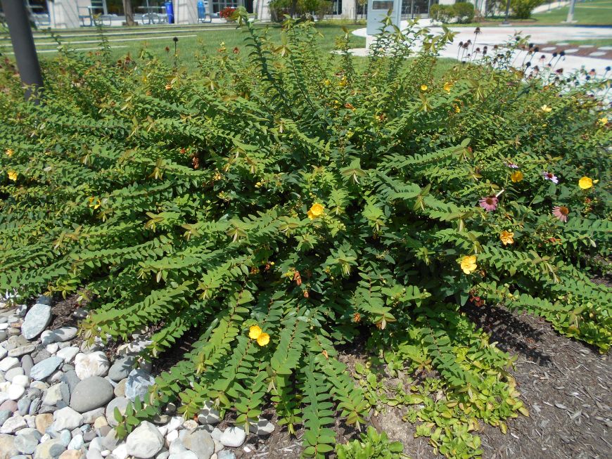 Future Plants by Randy Stewart: Hypericum