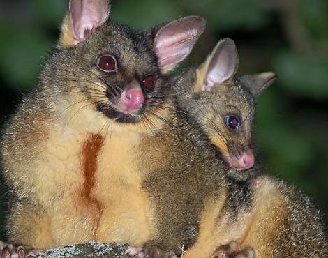 Possum | The Life of Animals