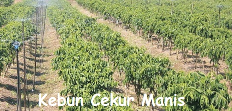 CEKUR MANIS - KENALI DAN KHASIATNYA | PERTANIAN REZEKI
