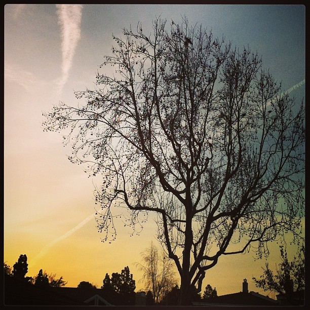 Life with Dylan: The simple beauty of a tree in winter