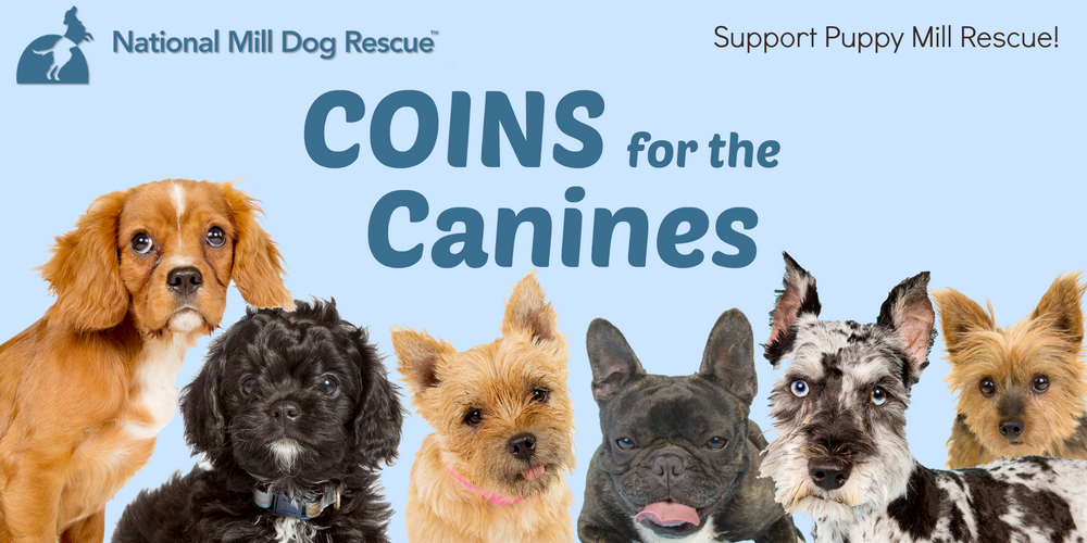 The Gifted Pet ♥: Coins for the Canines via Senior Pet Project!