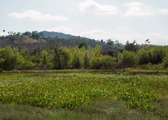 Earth and Space News: Hierba mansa, Yerba del manso: Healing Medicine ...