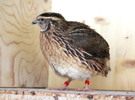 Panduan Dan Teknik Ternakan Burung Puyuh | PUYUH RABBITRY AMPANG