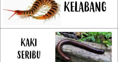 Wajib Tahu Ini Perbedaan Lipan dengan Seribu Kaki