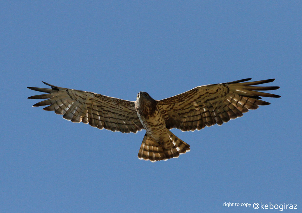EKOGEO: JENIS - JENIS BURUNG ELANG DI INDONESIA
