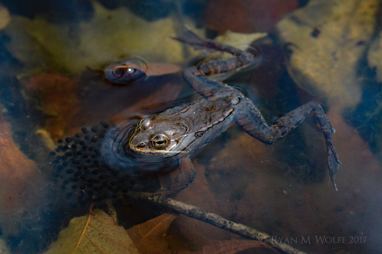 Amphibians of Ontario