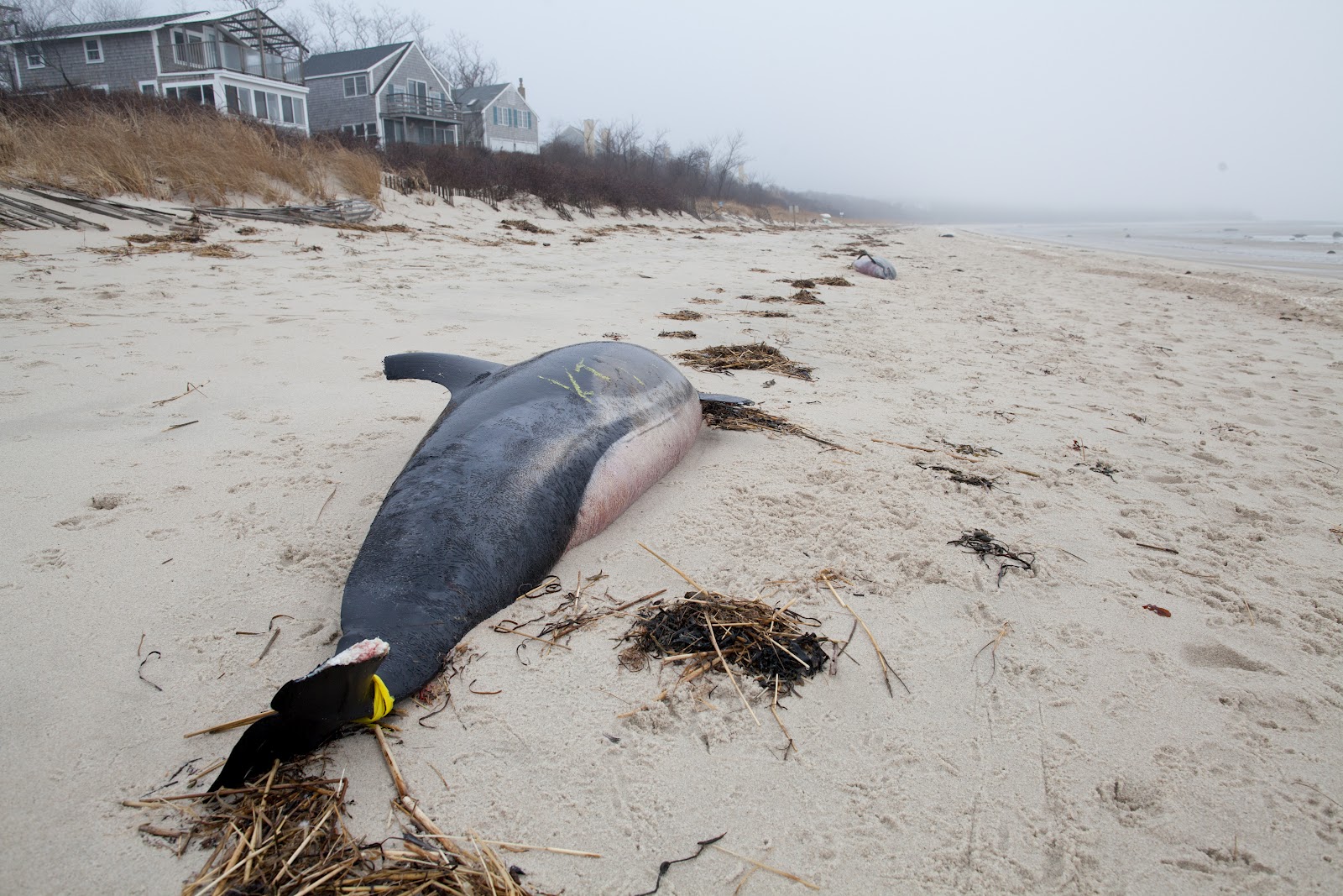 Courtney Sacco Photography: Dolphins Stranded on Cape Cod