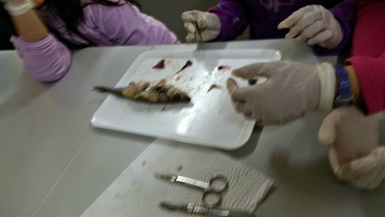 SCIENCE IN THE SCHOOL: DISSECTION OF A FISH II