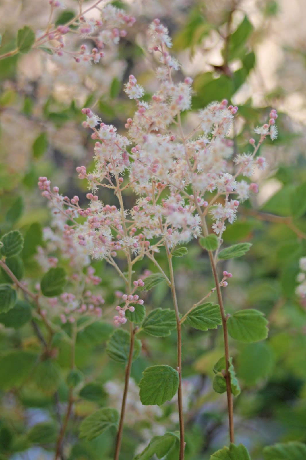 Camissonia's Corner: Fast Forward