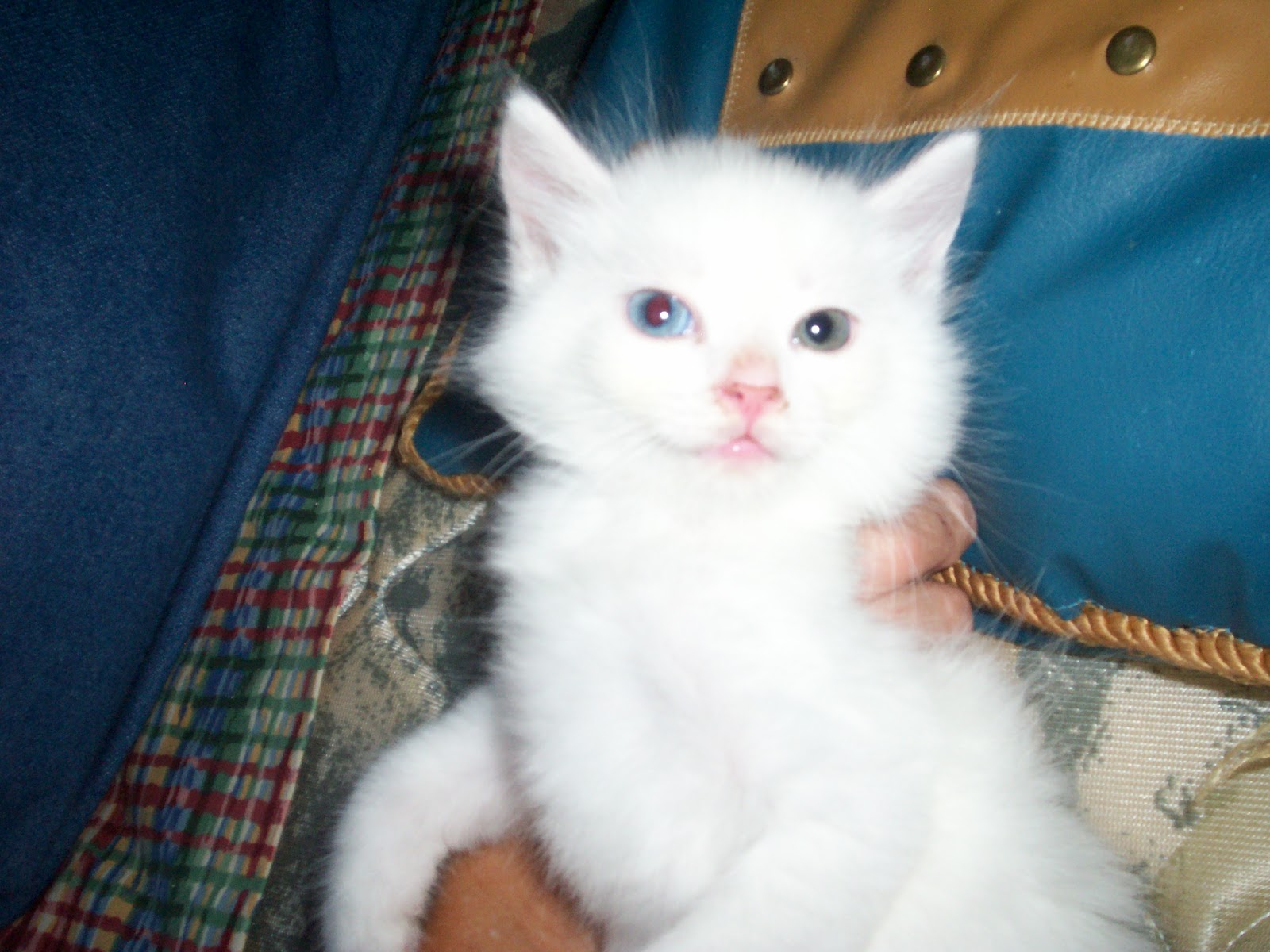 My Turkish Angora kitten