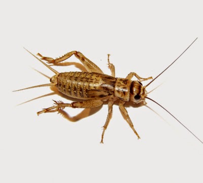 Insetti da Mangiare: Gustosi grilli