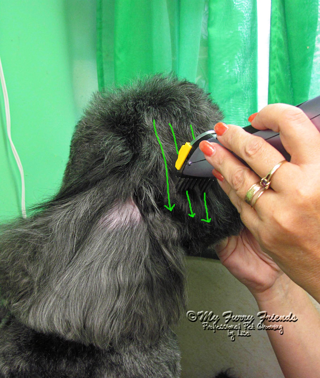 Pet Grooming: The Good, The Bad, & The Furry: Scissoring Heads