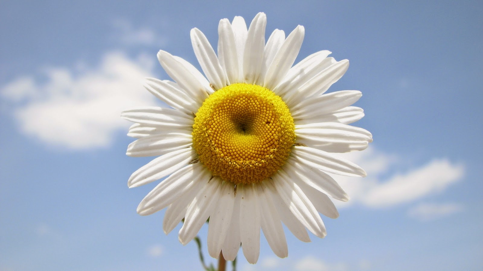 Love is an Escape ♥: Bunga Spesial untuk Setiap Bulan Kelahiran