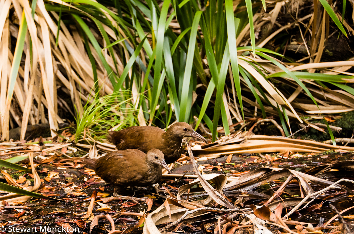 Paying Ready Attention - Photo Gallery: Wild Bird Wednesday 339 - Wood Hen