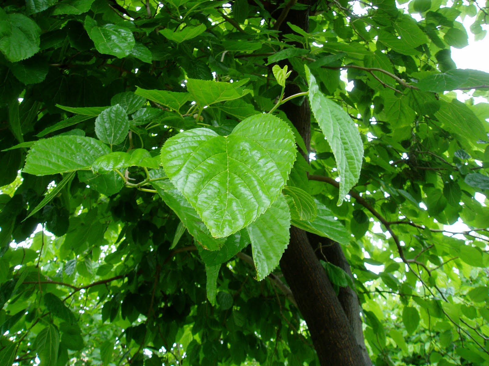 MORERA: Morus alba | Plantas rioMoros