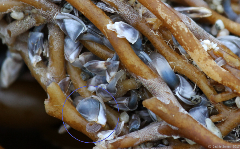 The Natural History of Bodega Head: Kelp!