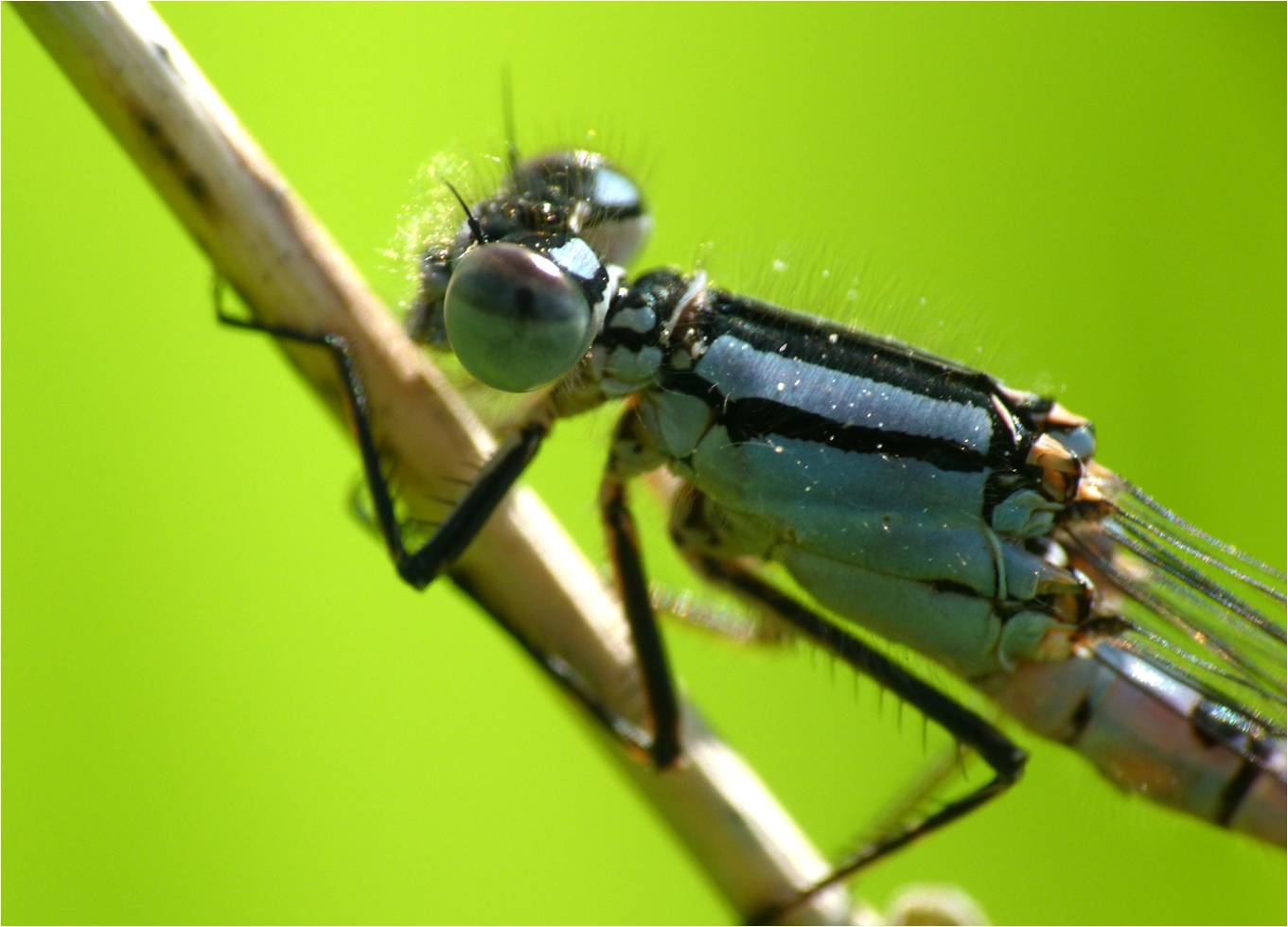 Insects of Scotland: Dragonflies/Damselflies