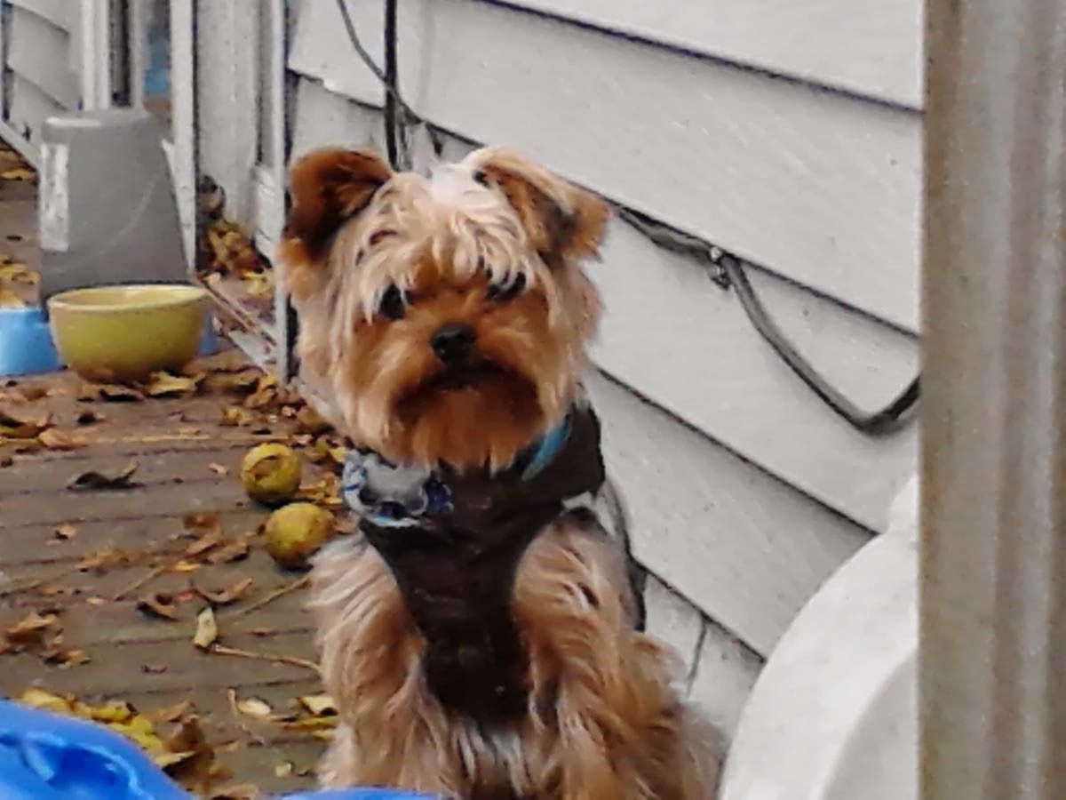 Pure Bred CKC Male Yorkie in Michigan | Puppies For Sale