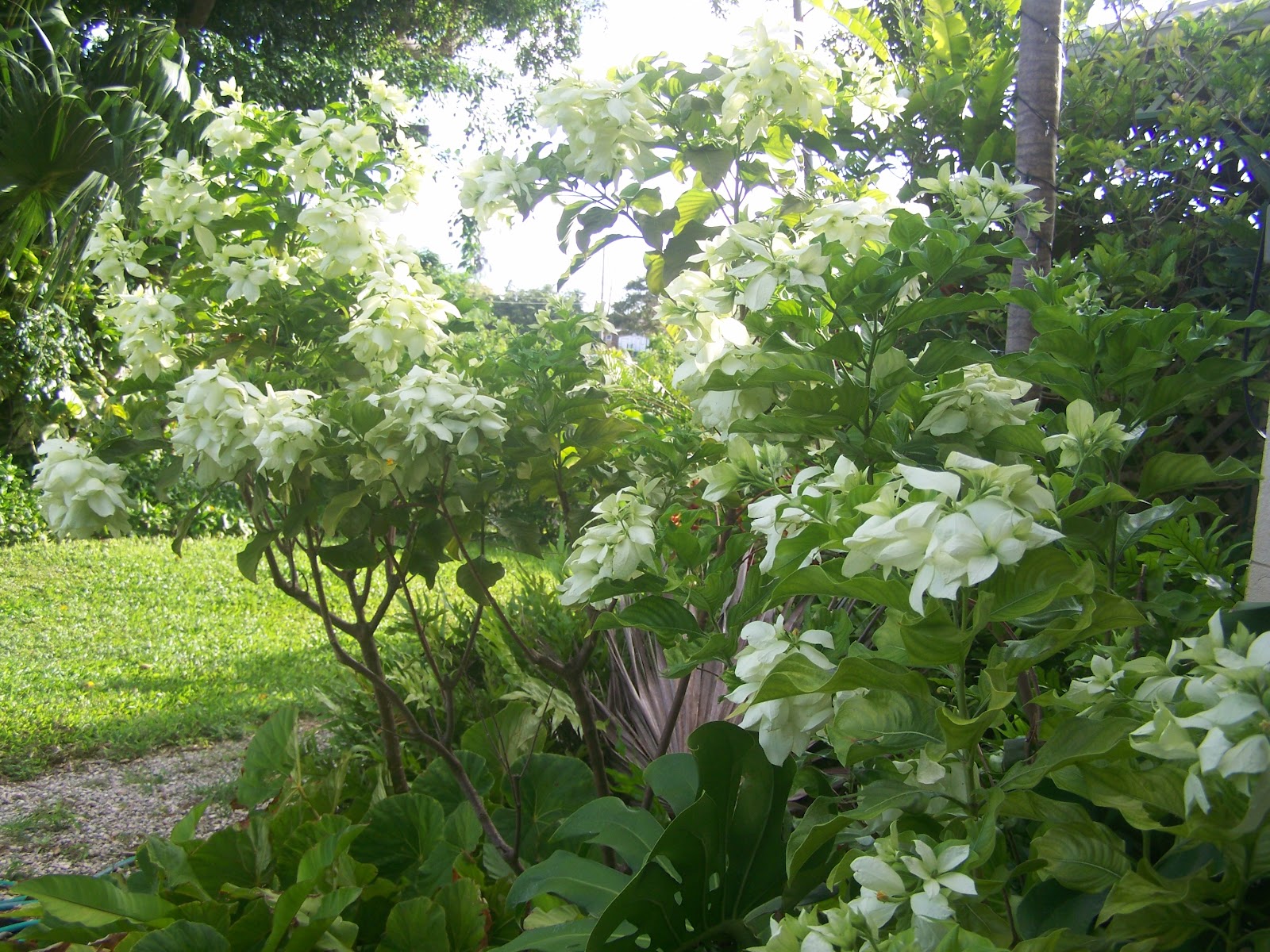 my rustic bajan garden: The lusty month of May