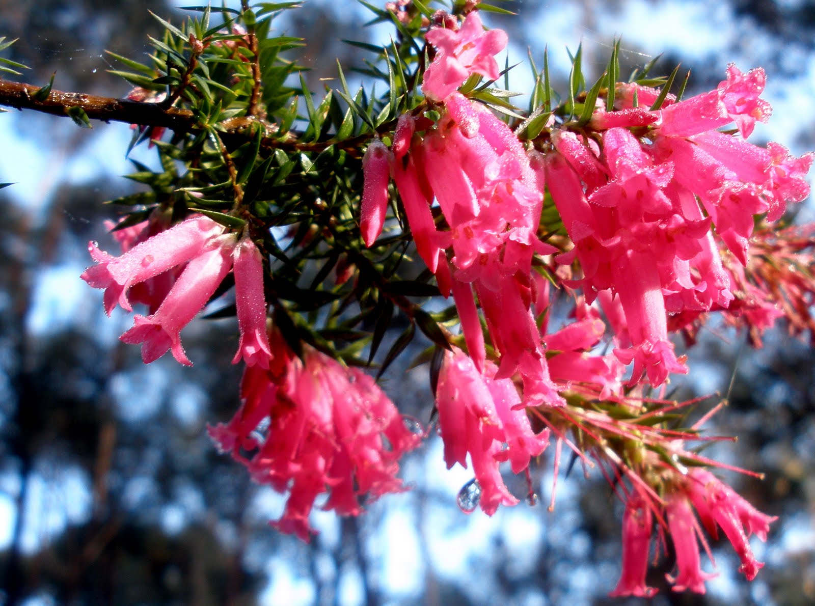 jumping aground: Common Heath aka 'pretty pink flowers'