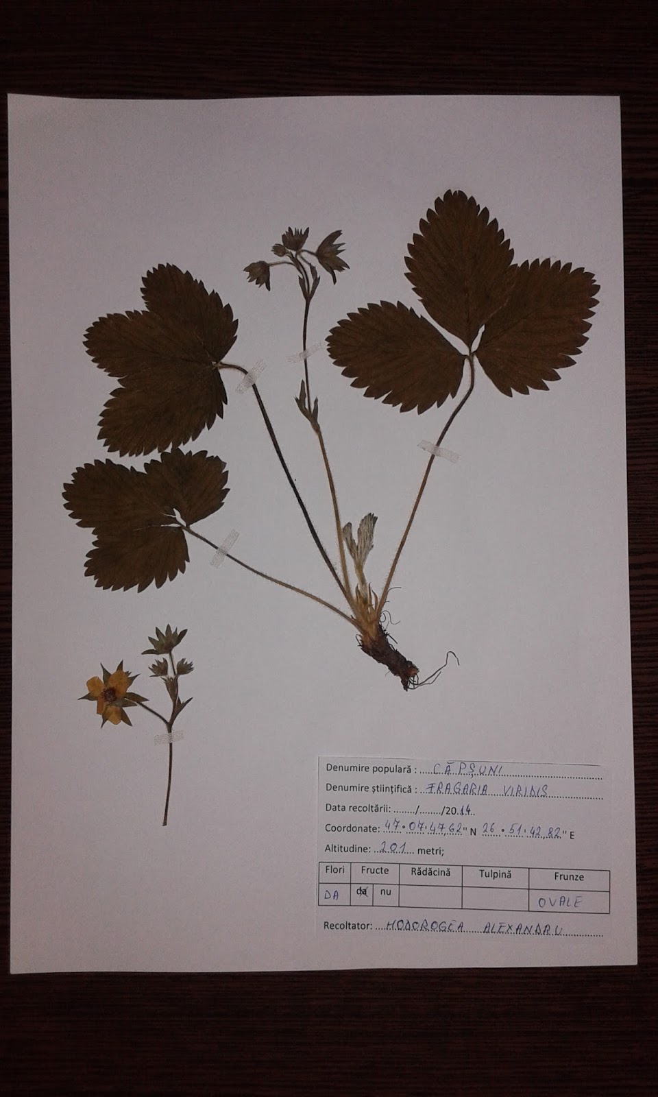 Ierbare de vanzare: Vand ierbar scolar sau pentru studentii la medicina ...