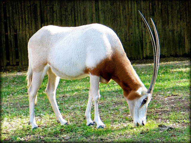 Scimitar Horned Oryx Animals | Amazing Facts & Latest Pictures | All ...