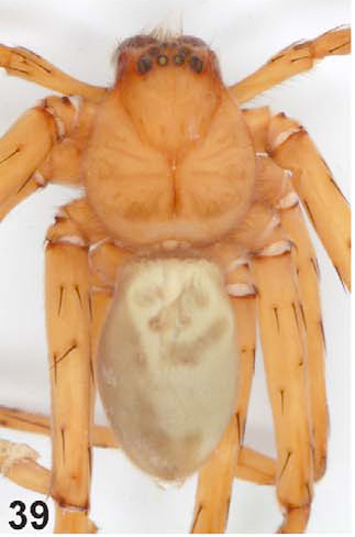 Sciency Thoughts: Nine new species of cave-dwelling huntsman spider ...