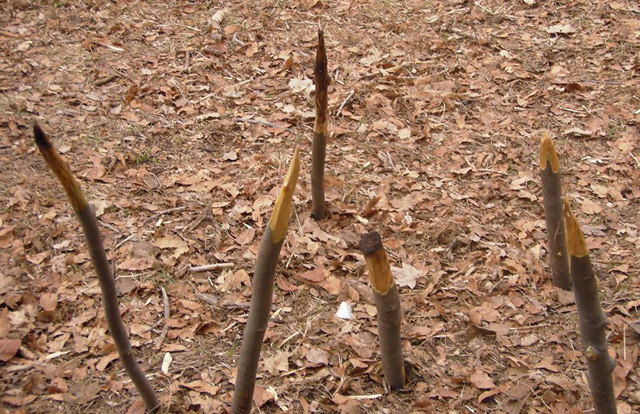 Quiet and Red: Forest Fort Complete With Booby Traps.