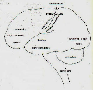 SCIENCE AND TECHNOLOGY: Chapter 14 : CONTROL AND CO-ORDINATION IN ORGANISMS