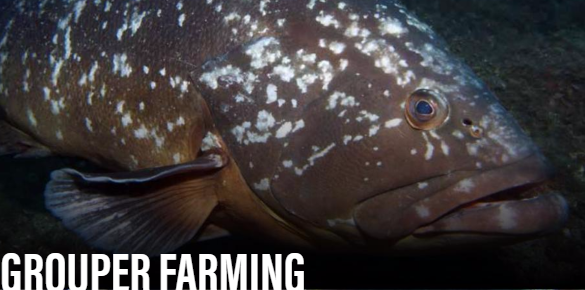 The Aquaculturists: 28/03/2017: Grouper farming: current bottleneck and ...