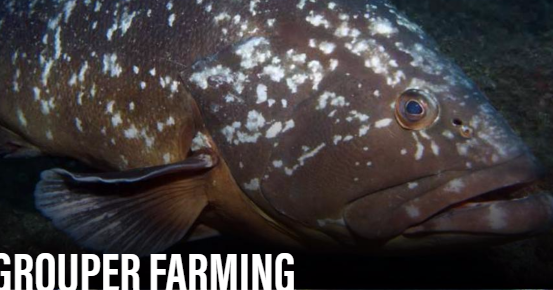 The Aquaculturists: 28/03/2017: Grouper farming: current bottleneck and ...